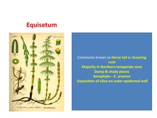 equisetum.pptx