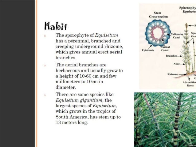 equisetum.pptx