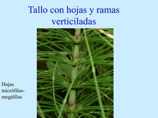 Equisetum.ppt