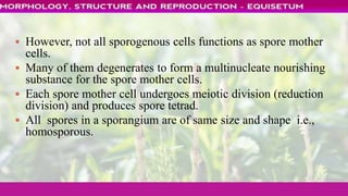 equisetumppt-221219134510-68a;ca297.pptx