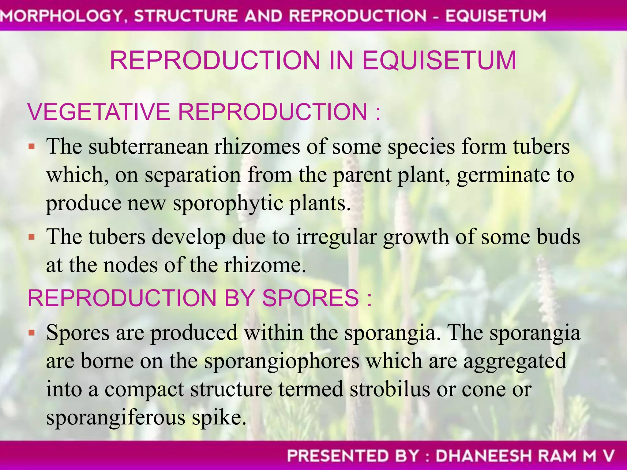 Morphology, Structure and Reproduction of Equisetum. | PPTX
