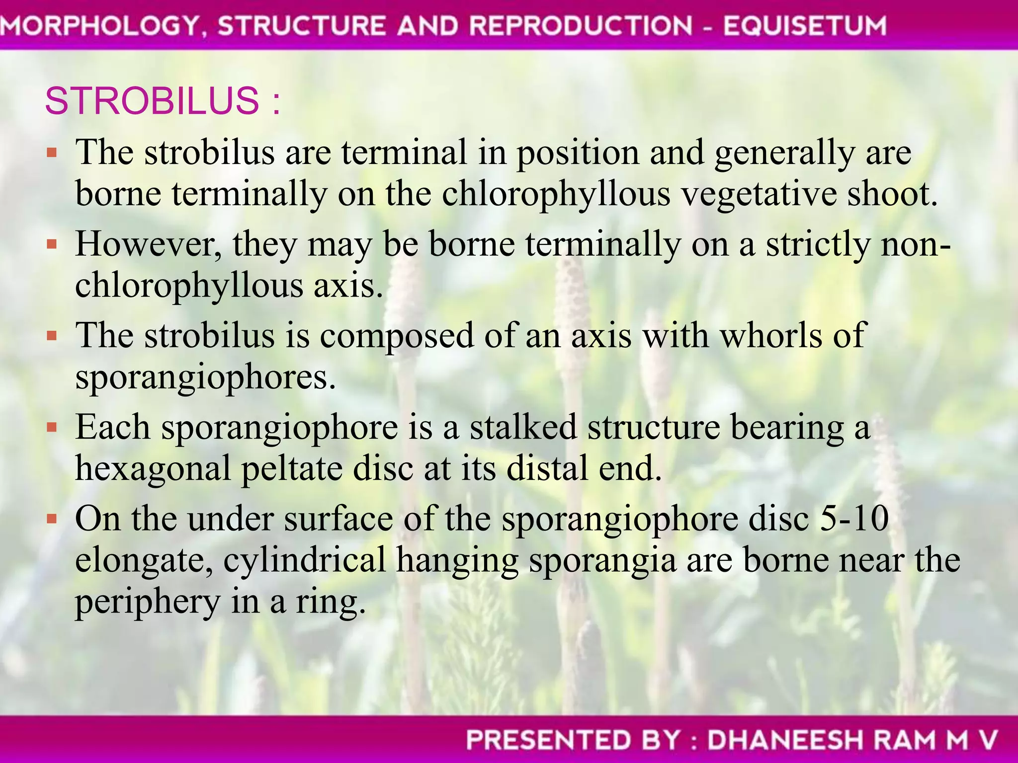 Morphology, Structure and Reproduction of Equisetum. | PPTX