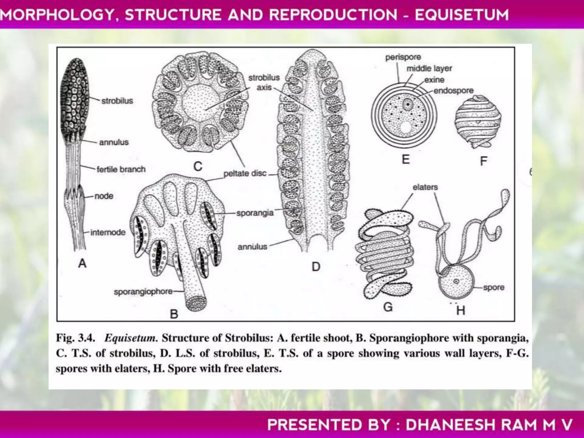 Morphology, Structure and Reproduction of Equisetum. | PPTX