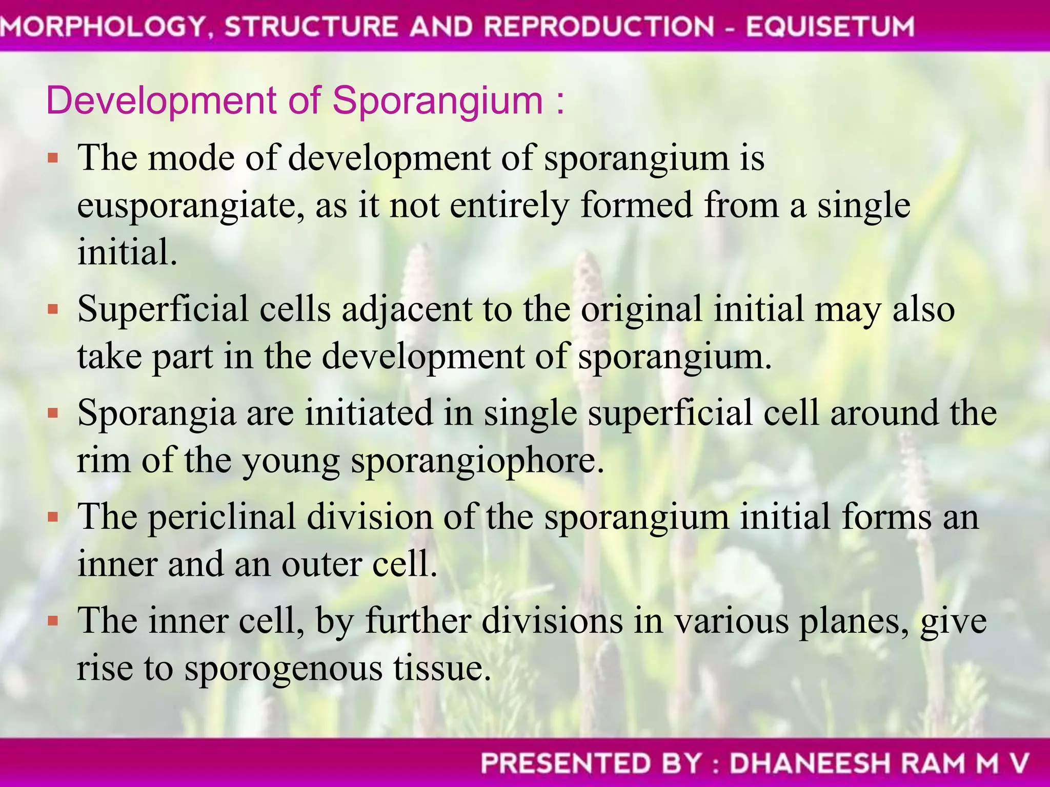 Morphology, Structure and Reproduction of Equisetum. | PPTX