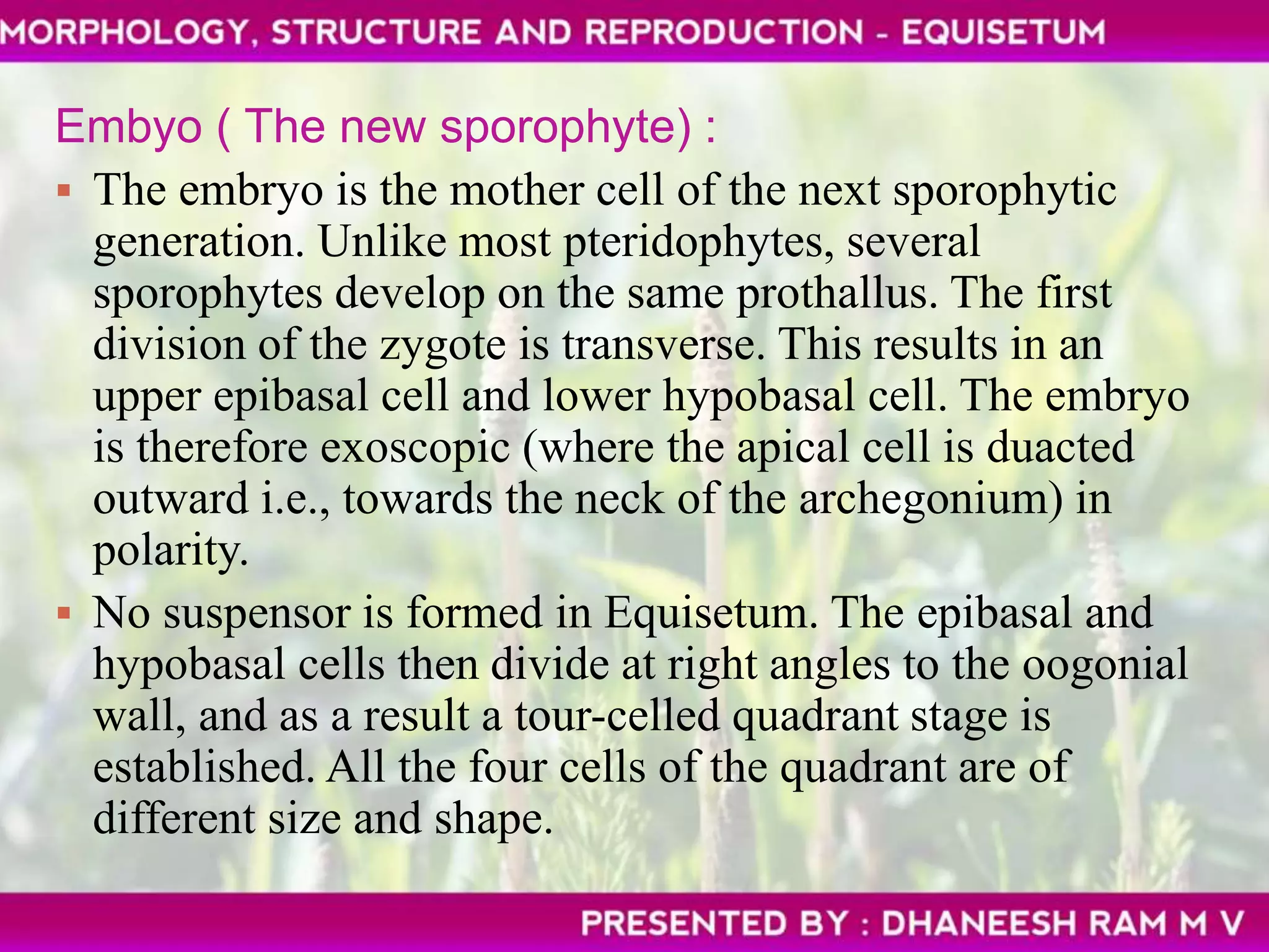 Morphology, Structure and Reproduction of Equisetum. | PPTX