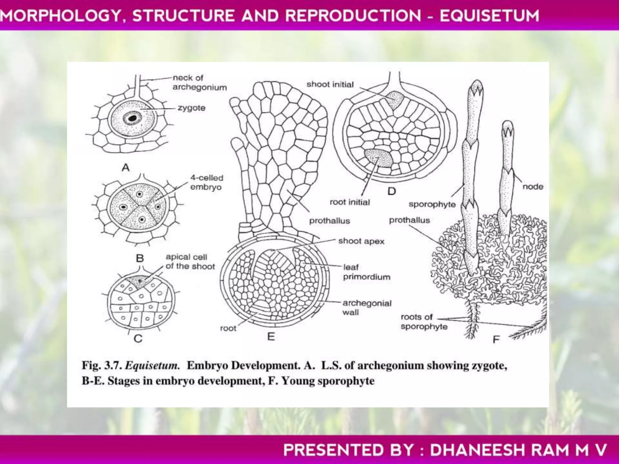 Morphology, Structure and Reproduction of Equisetum. | PPTX