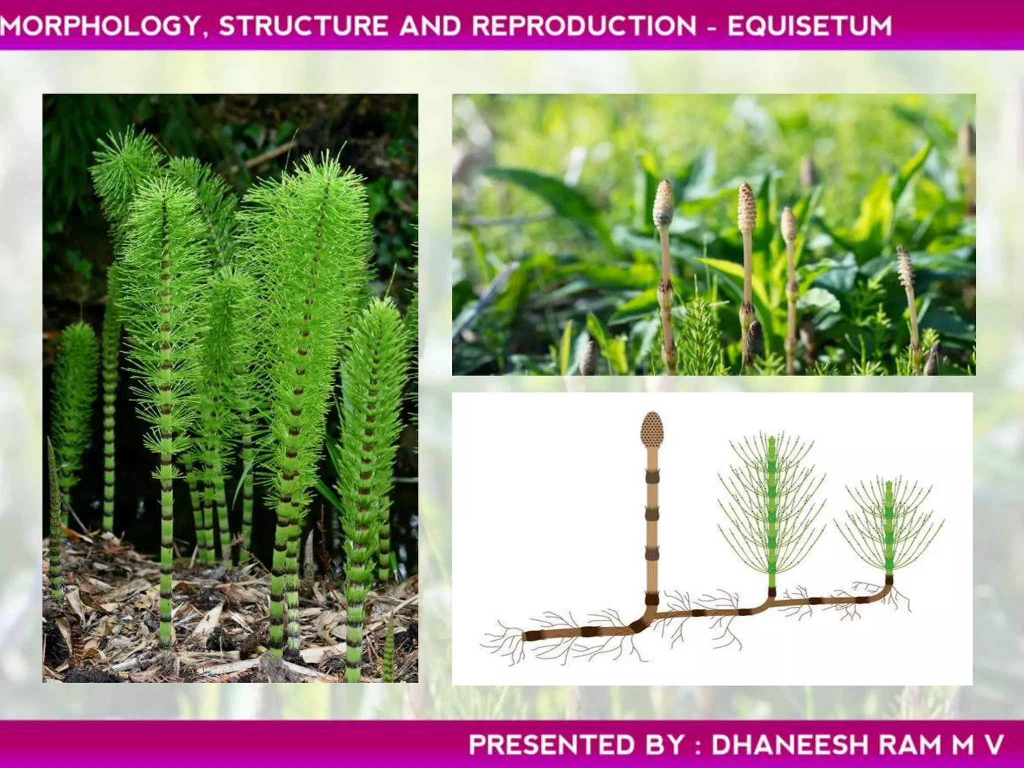 Morphology, Structure and Reproduction of Equisetum. | PPTX