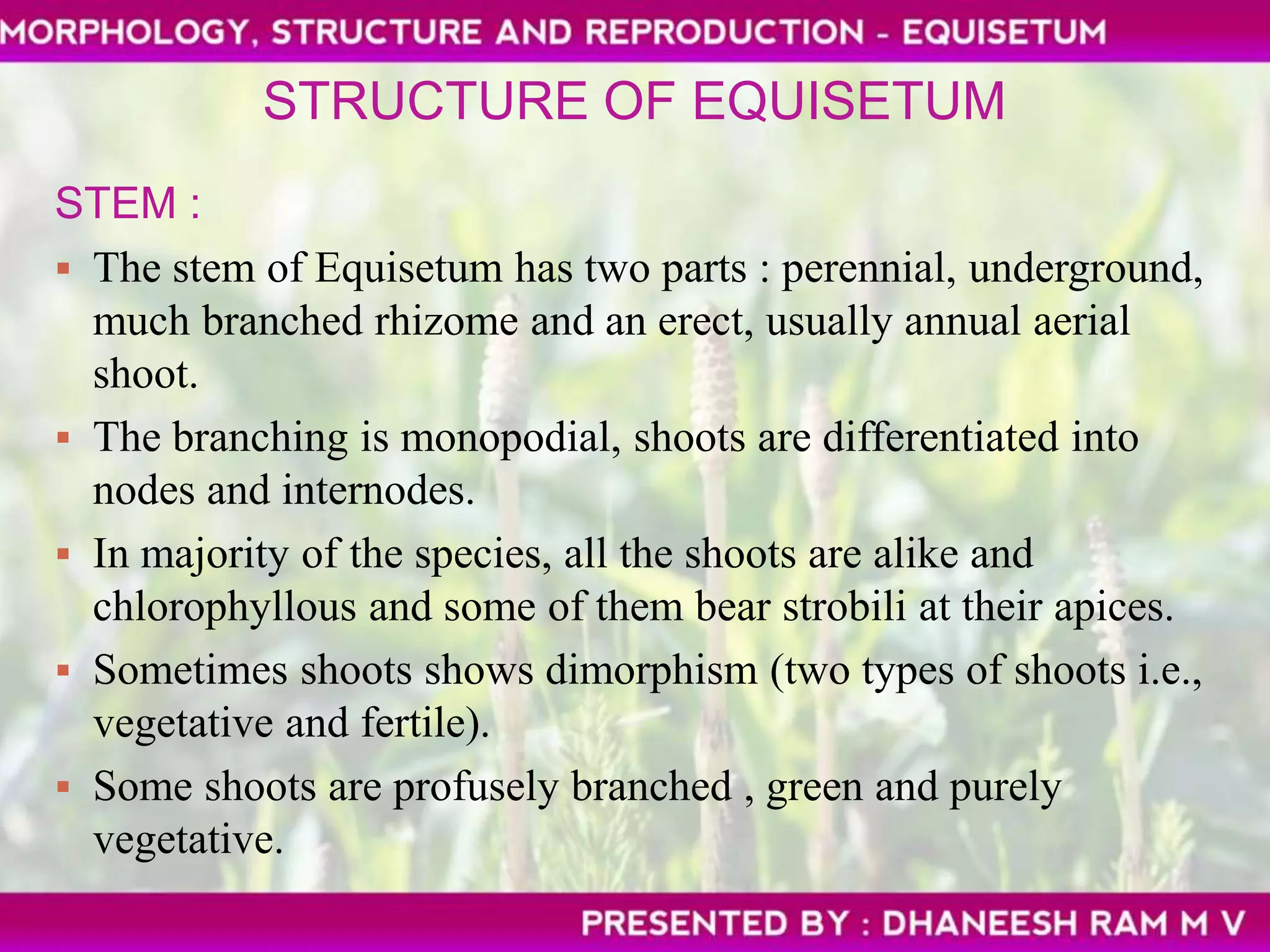 Morphology, Structure and Reproduction of Equisetum. | PPTX