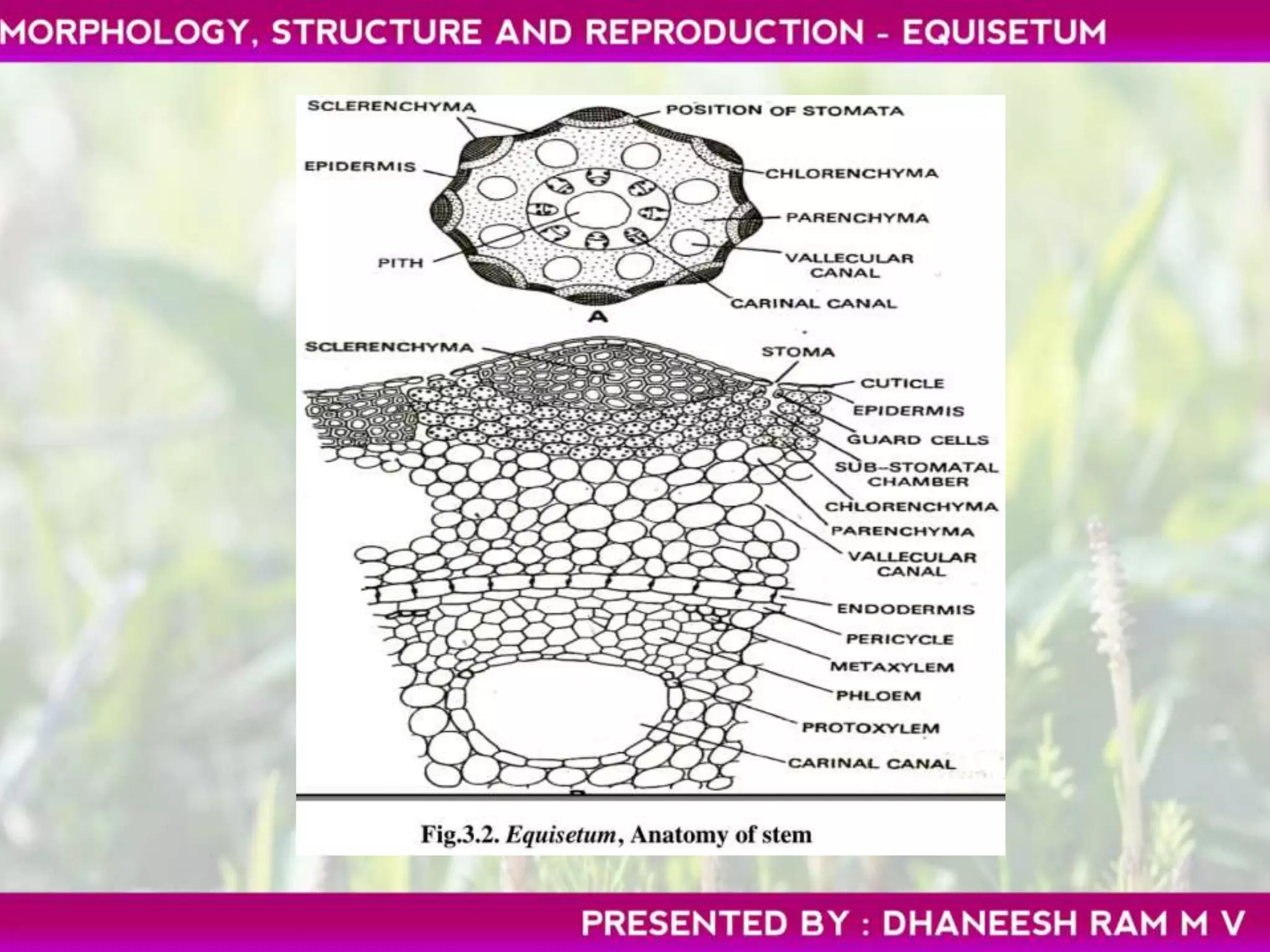 Morphology, Structure and Reproduction of Equisetum. | PPTX