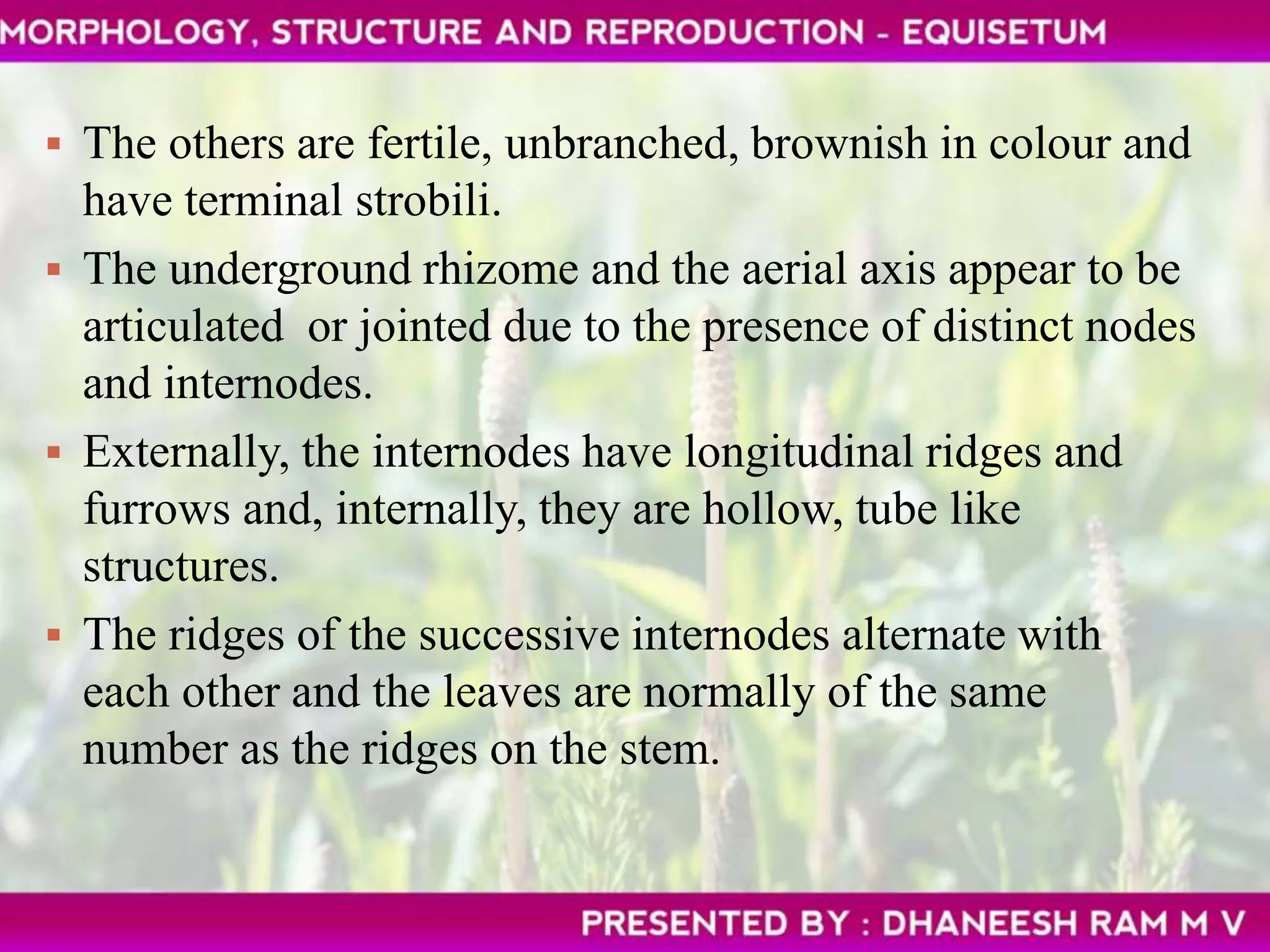 Morphology, Structure and Reproduction of Equisetum. | PPTX
