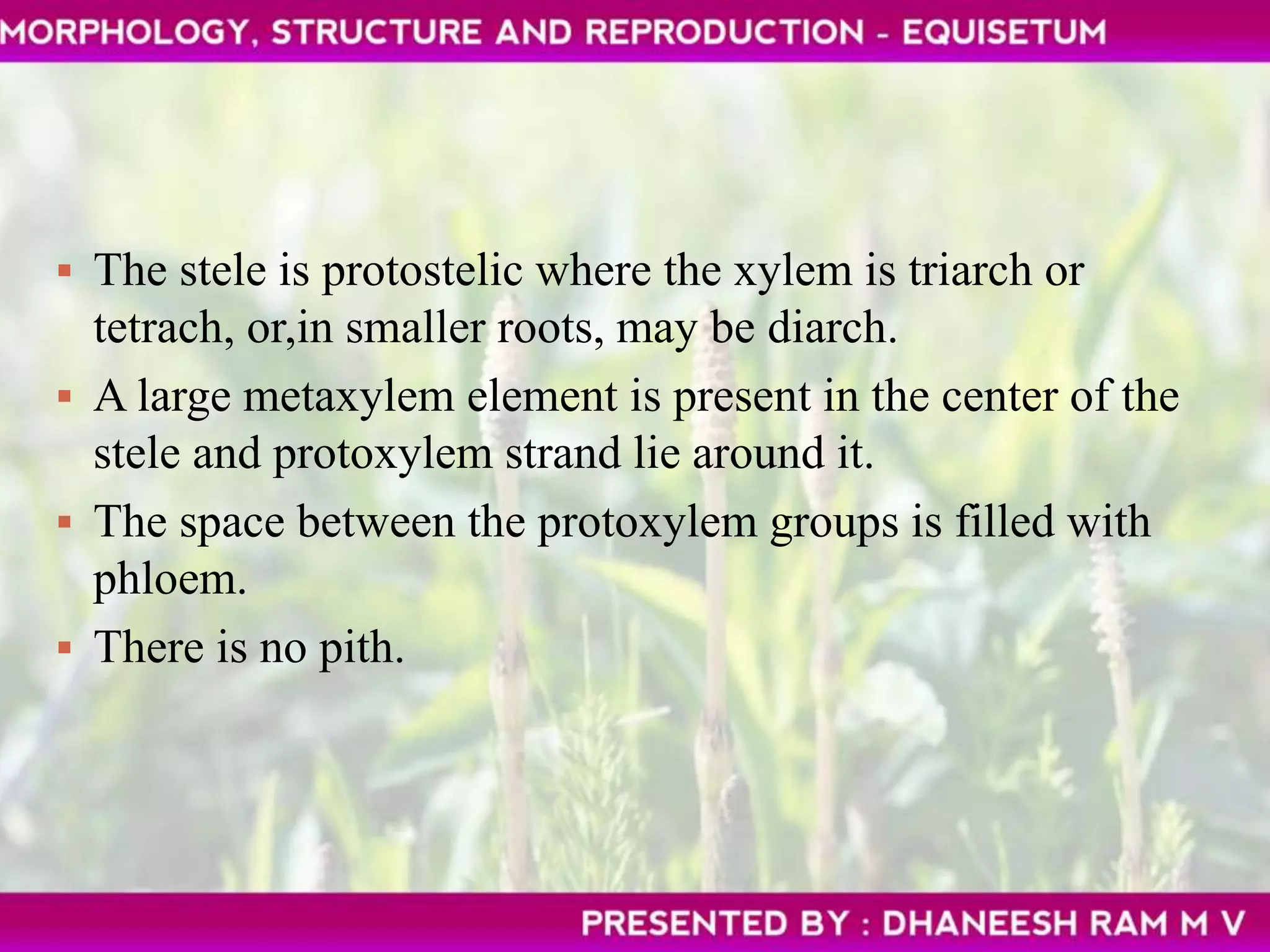 Morphology, Structure and Reproduction of Equisetum. | PPTX