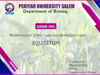 Morphology, Structure and Reproduction of Equisetum. | PPTX