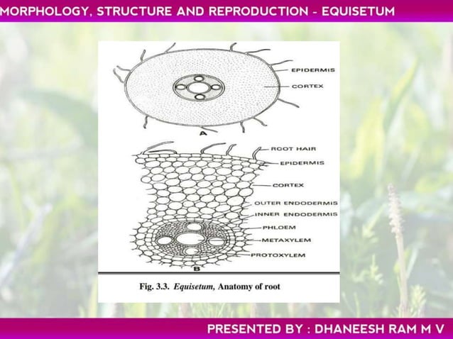 Morphology, Structure and Reproduction of Equisetum. | PPTX