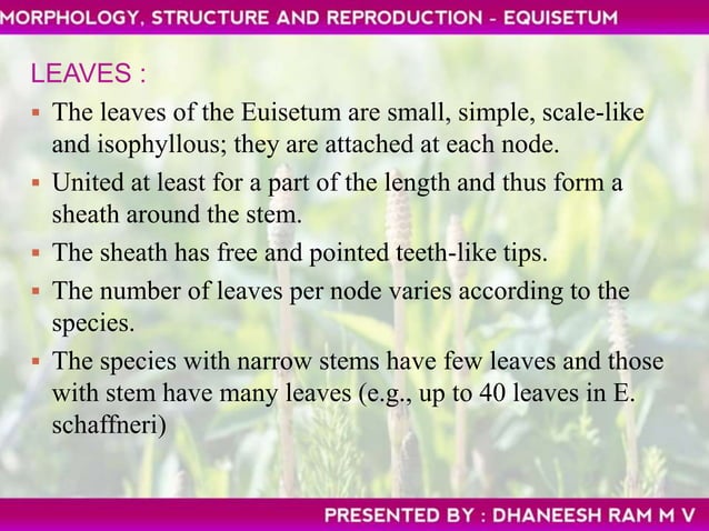 Morphology, Structure and Reproduction of Equisetum. | PPTX