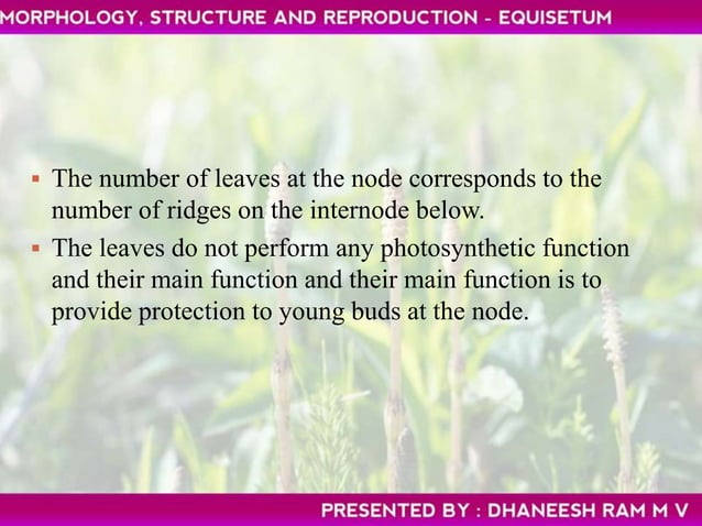 Morphology, Structure and Reproduction of Equisetum. | PPTX