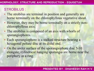 Morphology, Structure and Reproduction of Equisetum. | PPTX