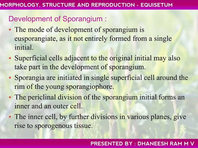 Morphology, Structure and Reproduction of Equisetum. | PPTX