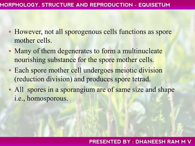 Morphology, Structure and Reproduction of Equisetum. | PPTX