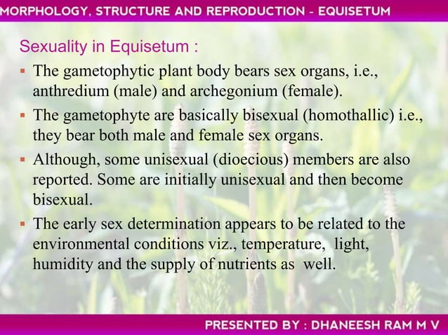 Morphology, Structure and Reproduction of Equisetum. | PPTX