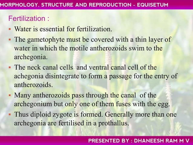 Morphology, Structure and Reproduction of Equisetum. | PPTX