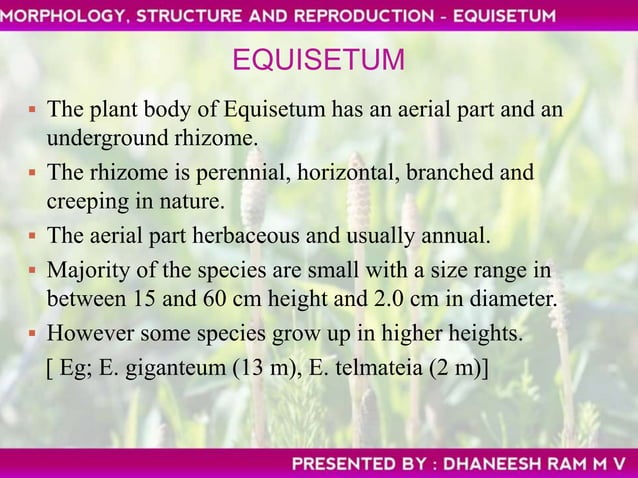 Morphology, Structure and Reproduction of Equisetum. | PPTX