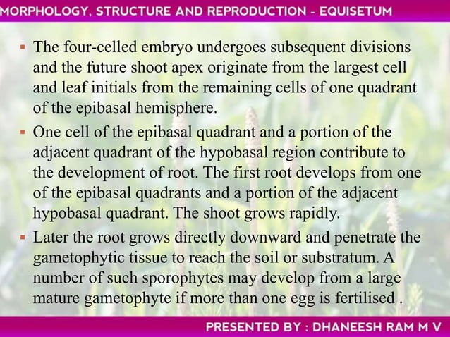 Morphology, Structure and Reproduction of Equisetum. | PPTX