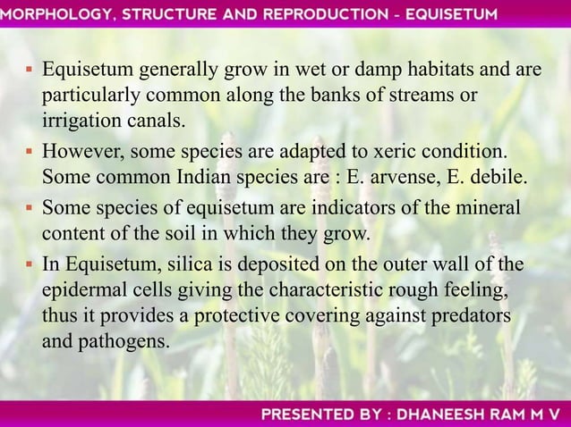 Morphology, Structure and Reproduction of Equisetum. | PPTX