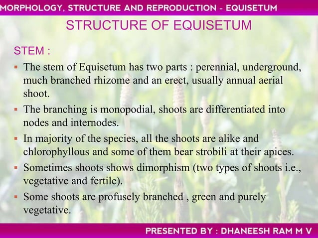 Morphology, Structure and Reproduction of Equisetum. | PPTX