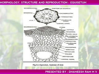 Morphology, Structure and Reproduction of Equisetum. | PPTX