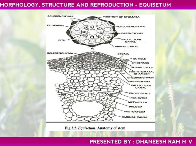 Morphology, Structure and Reproduction of Equisetum. | PPTX