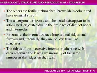 Morphology, Structure and Reproduction of Equisetum. | PPTX