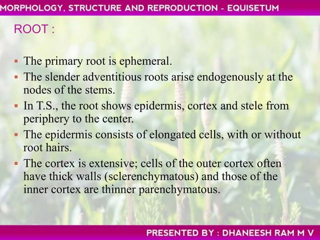 Morphology, Structure and Reproduction of Equisetum. | PPTX