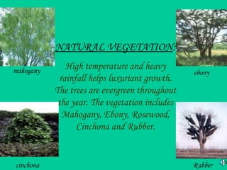 Equitorial regions | PPT