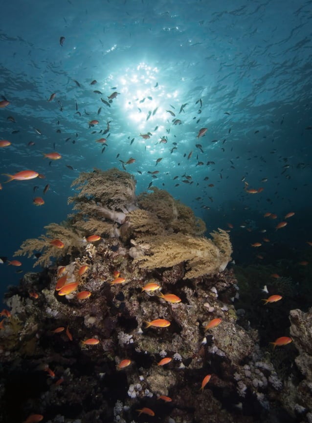 Scuba Diving Ear Equlization | PDF