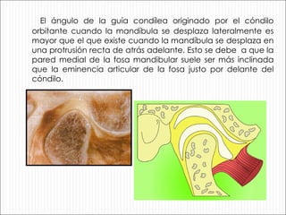 Fisiología de la Oclusión Equipo: 2 Grupo 1012 | PPT
