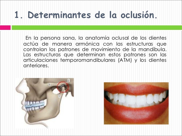 Fisiología de la Oclusión Equipo: 2 Grupo 1012