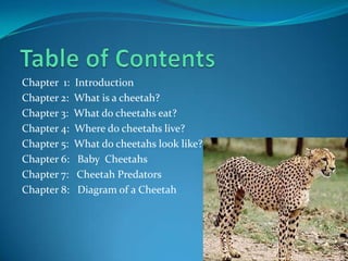 Cheetahs | PPTX