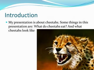 Cheetahs | PPTX