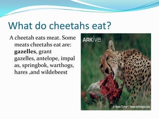 Cheetahs | PPTX