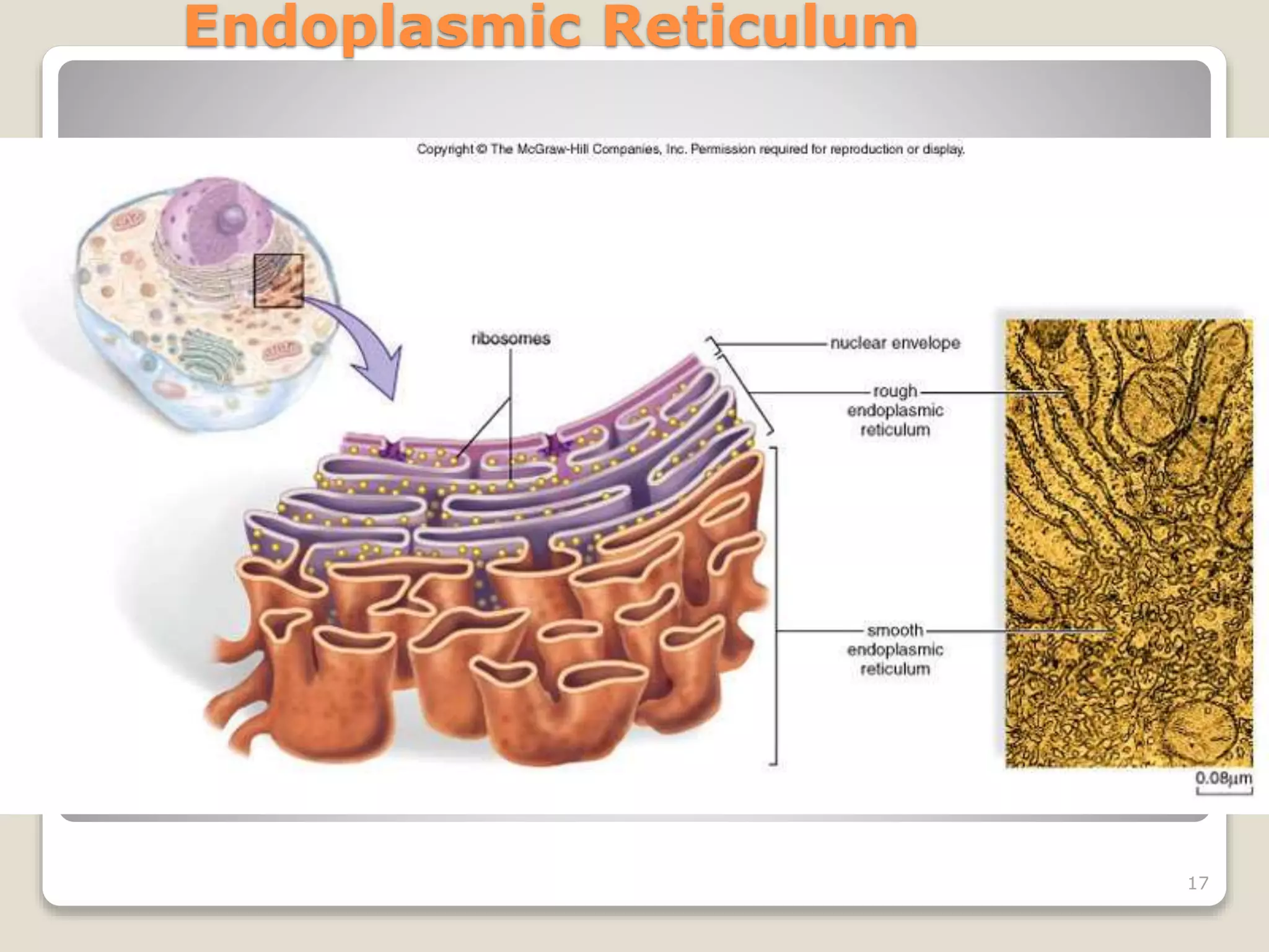 ENDOPLASMIC RETICULUM | PPT