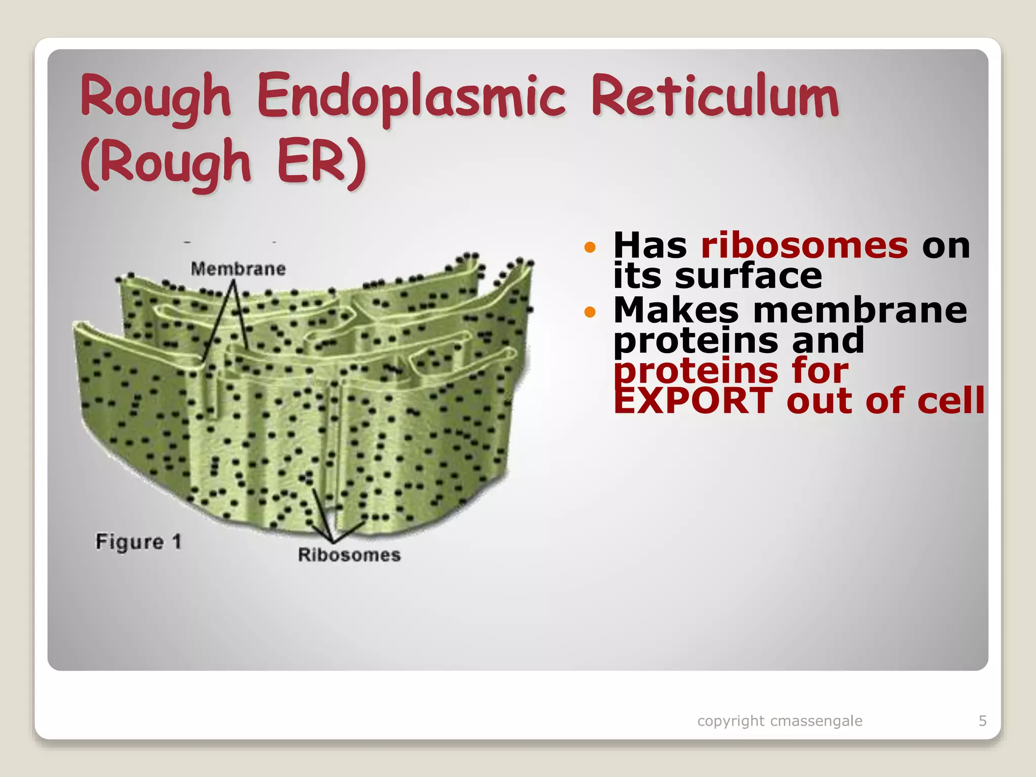 ENDOPLASMIC RETICULUM | PPT