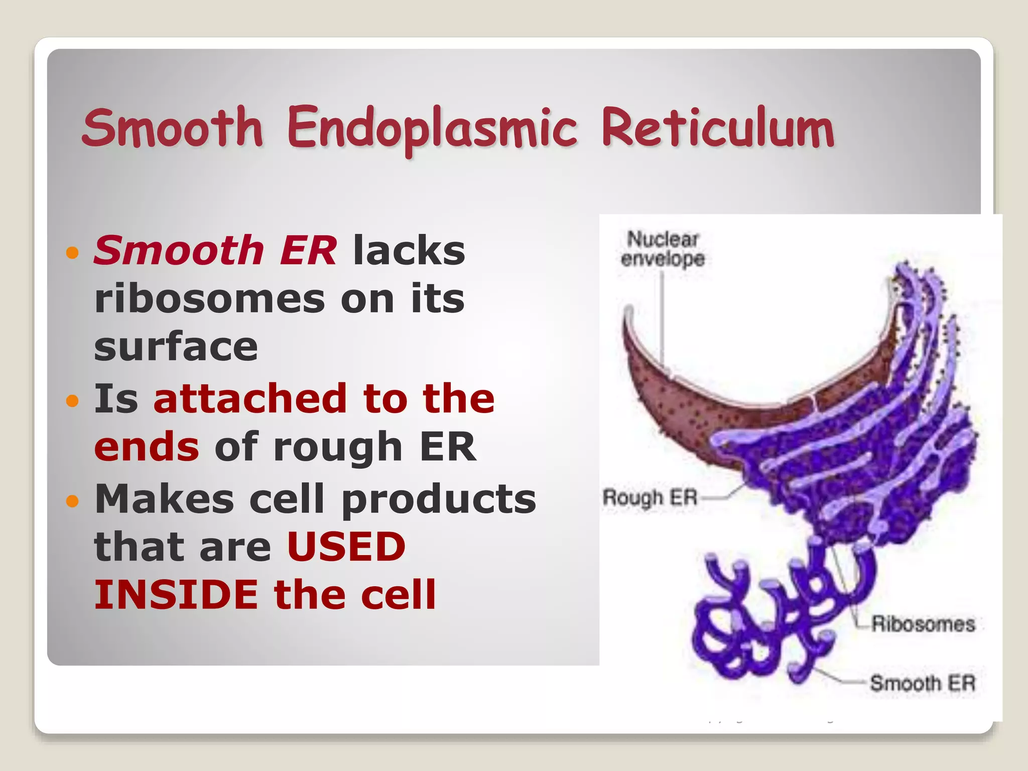 ENDOPLASMIC RETICULUM | PPT