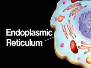 ENDOPLASMIC RETICULUM | PPT
