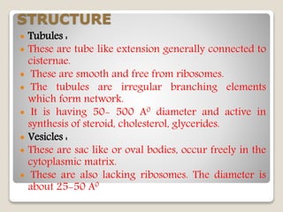 ENDOPLASMIC RETICULUM | PPT
