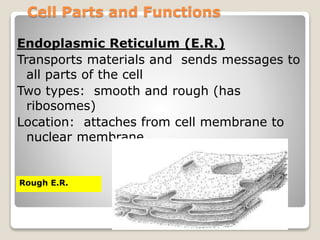 ENDOPLASMIC RETICULUM | PPTX