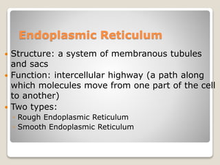 ENDOPLASMIC RETICULUM | PPT