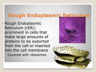 ENDOPLASMIC RETICULUM | PPT