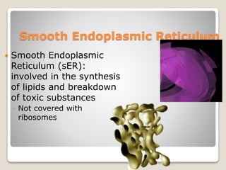 ENDOPLASMIC RETICULUM | PPT