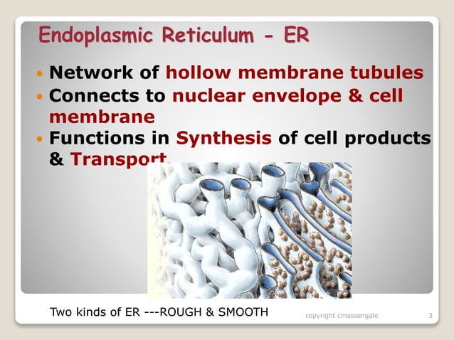 ENDOPLASMIC RETICULUM | PPT