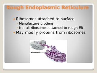 ENDOPLASMIC RETICULUM | PPT